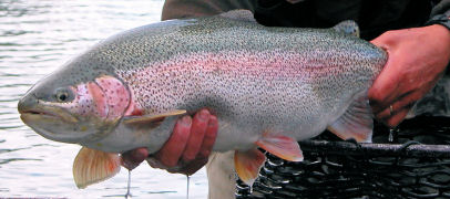 Kenai River Fish Descriptions and Information including Rainbow Trout ...