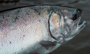 Kenai River Fish Descriptions and Information including Rainbow Trout ...
